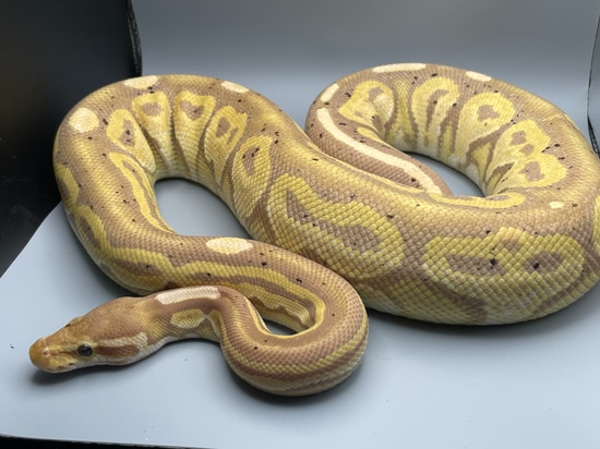 Banana Cinnamon Ball Python by Killer Cold Bloods