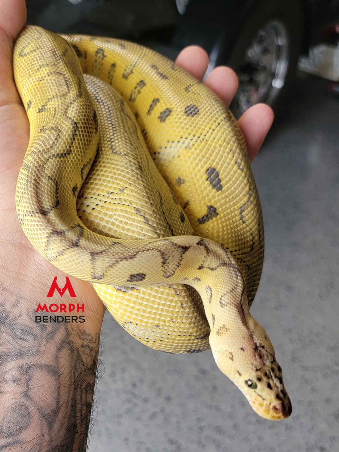 RTB Killer Clown Ball Python by Morph Benders - MorphMarket