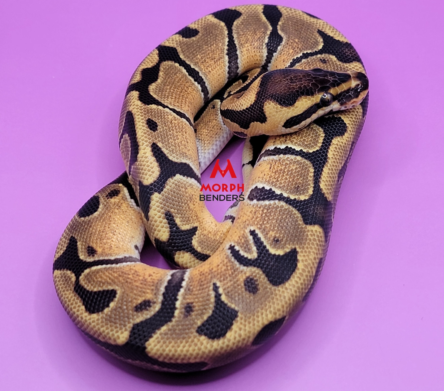 Enchi 100% Het Clown Ball Python by Morph Benders - MorphMarket