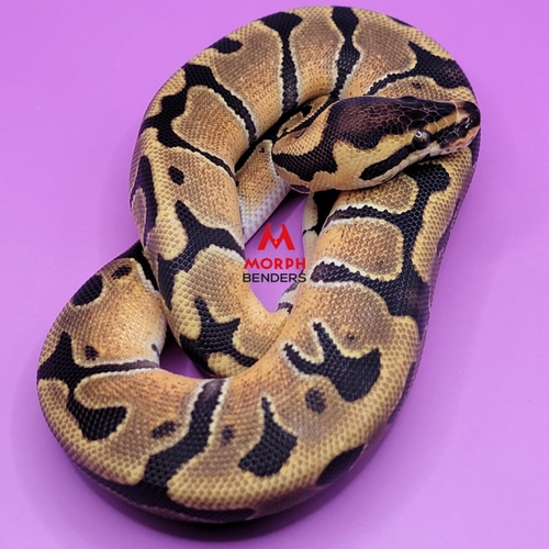 Morph Benders - MorphMarket