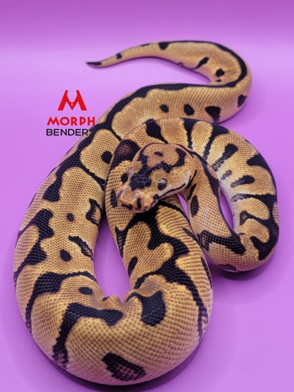 Enchi Spotnose Clown Ball Python by Morph Benders