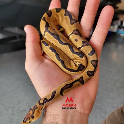 Morph Benders - MorphMarket