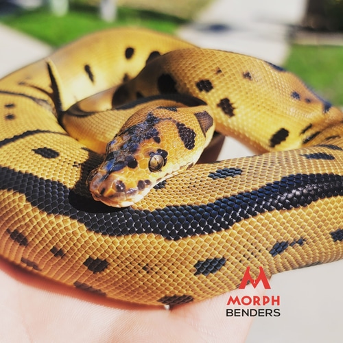 Morph Benders - MorphMarket