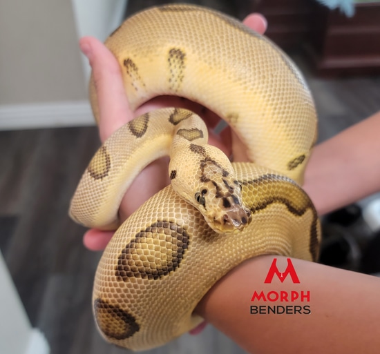 Pastel Orange Dream Enchi Clown Ball Python by Morph Benders