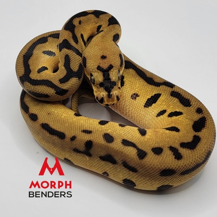 Morph Benders - MorphMarket