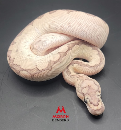 Bamboo Spotnose Clown Ball Python by Morph Benders