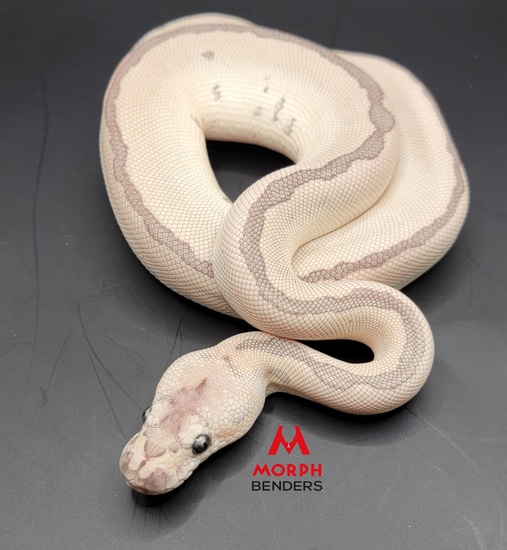 Bamboo Leopard Enchi Clown Ball Python by Morph Benders