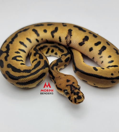 Leopard Spotnose Clown (BatGirl) Ball Python by Morph Benders