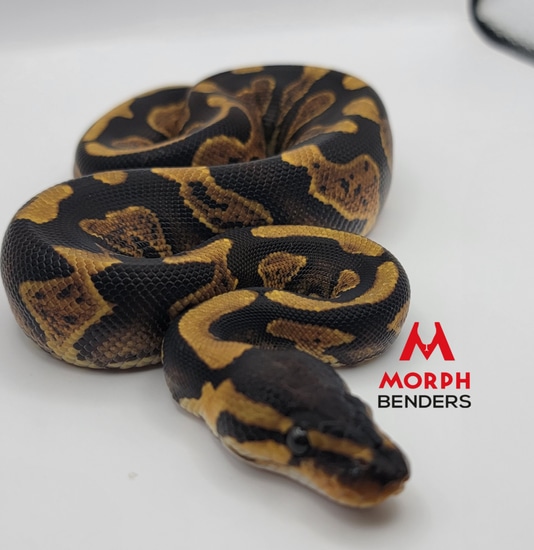 Wookie Gravel Het Clown Ball Python by Morph Benders