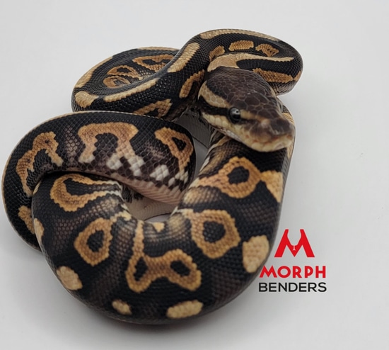 Wookie YB Het Clown Ball Python by Morph Benders