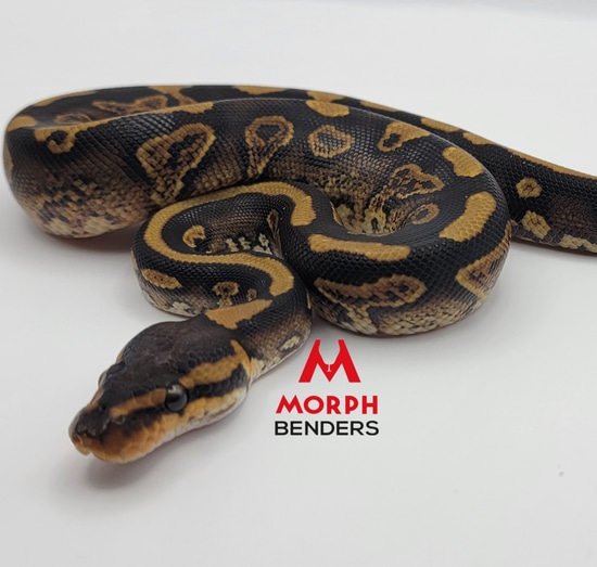 Wookie YB Het Clown. Genetics Tested Ball Python by Morph Benders