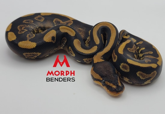 Wookie YB Het Clown Ball Python by Morph Benders