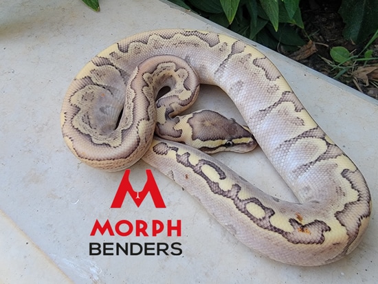Bamboo Enchi 100% Het Clown Ball Python by Morph Benders