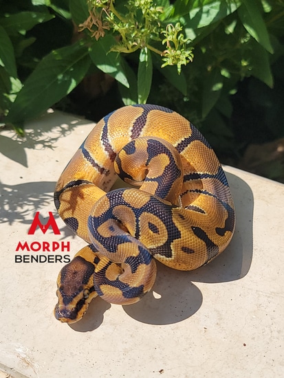 Enchi Cinnamon 100% Het Clown Ball Python by Morph Benders