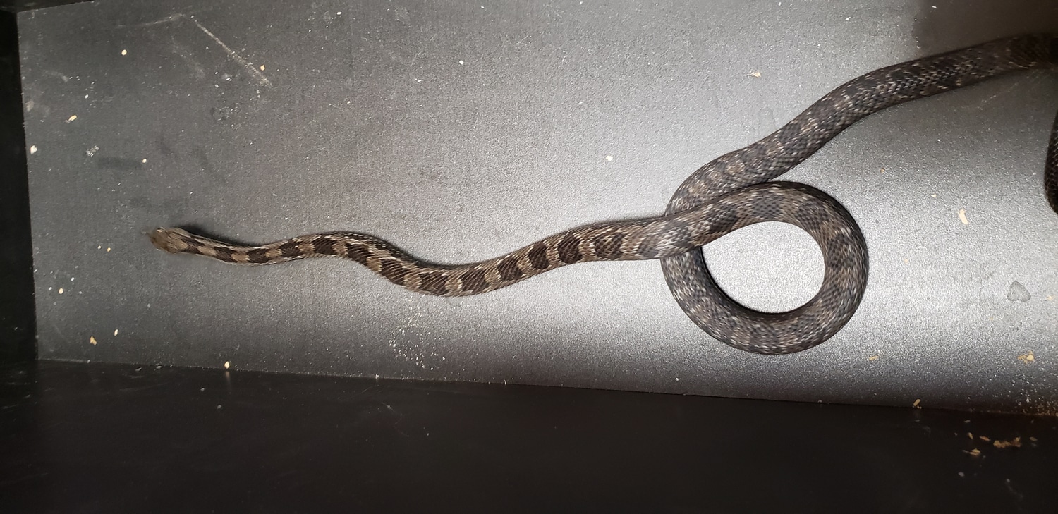2020 Het Calico Eastern Rat Snake by TRL reptiles - MorphMarket
