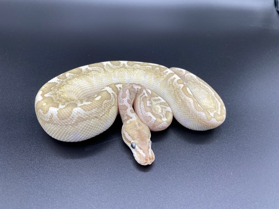 Bamboo, Hidden Gene Woma, 100% Het Clown Ball Python by Radiant Pythons