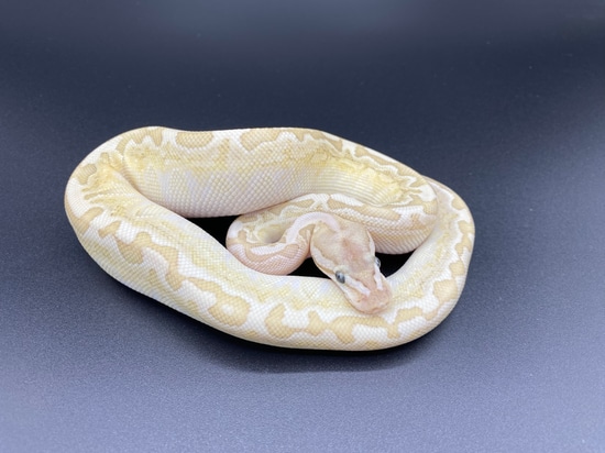 Pastel, Bamboo, Hidden Gene Woma, 100% Het Clown Ball Python by Radiant ...