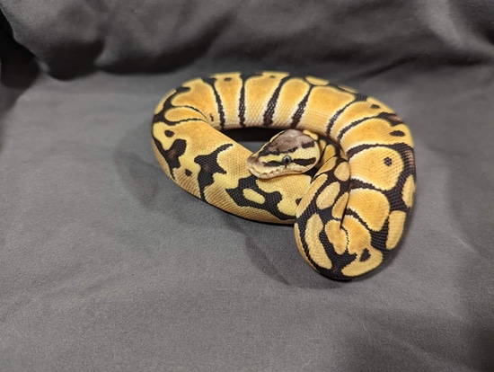 Pastel Blade 100% Het Clown 50% Het Hypo Ball Python by JAW Dropping ...