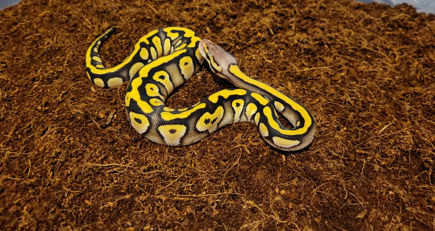 Pastave Het Clown Ball Python by Imperial Morphs - MorphMarket