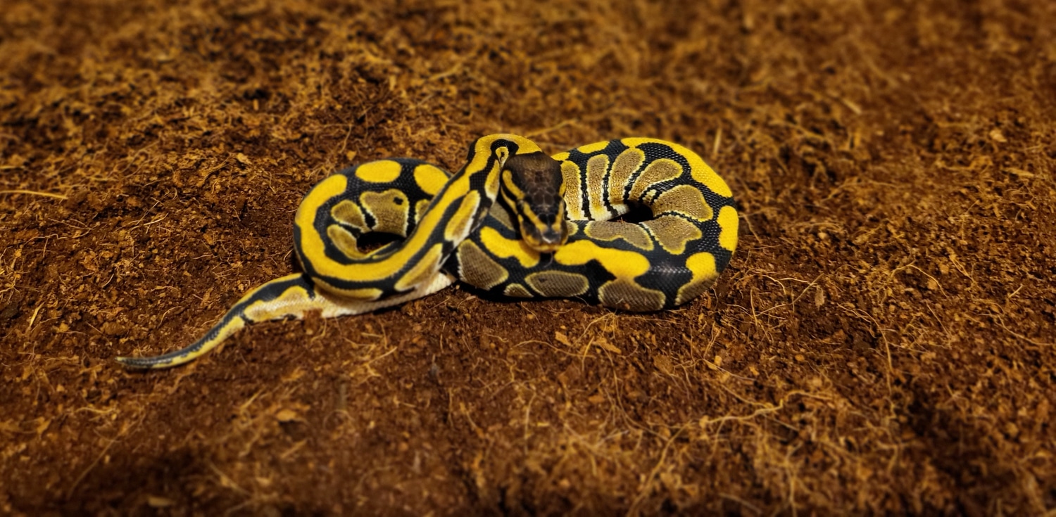 Normal Het Clown Ball Python by Imperial Morphs - MorphMarket