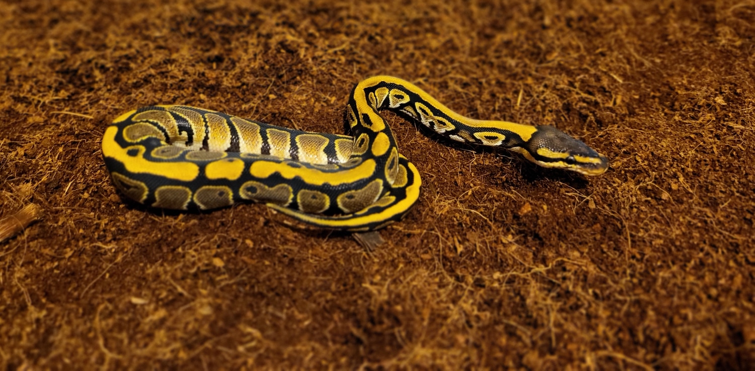 Normal Het Clown Ball Python by Imperial Morphs - MorphMarket