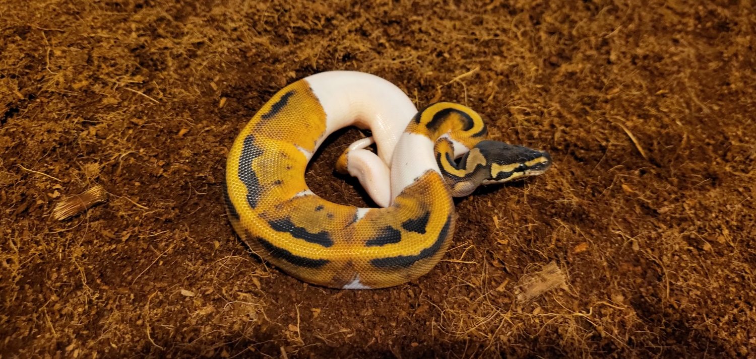Piebald Ball Python by Imperial Morphs - MorphMarket
