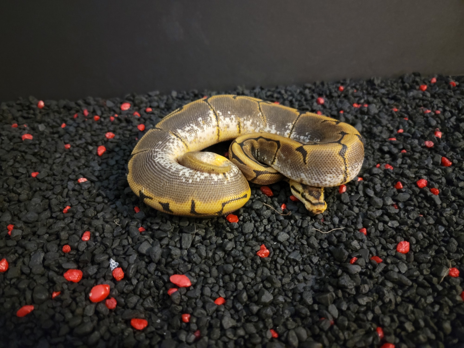 Spider Het Pied Ball Python by Imperial Morphs - MorphMarket