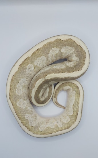 Vanilla Cream Mojave Ball Python by J&D's Ball Nation