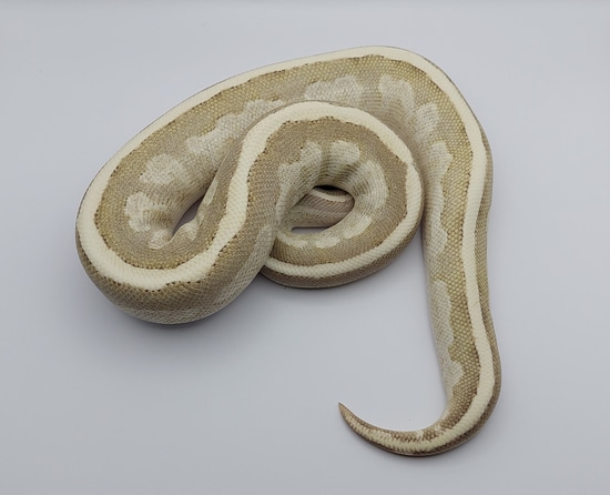 Vanilla Cream Mojave.. (Free Shipping) Ball Python by J&D's Ball Nation