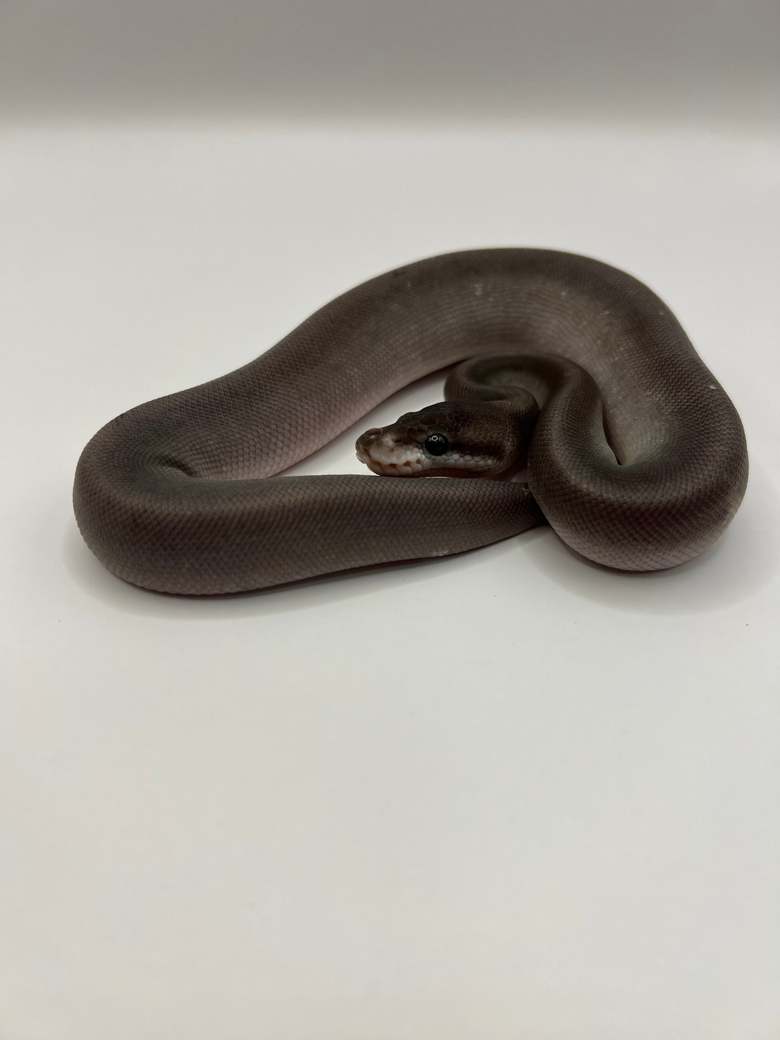Super Cinnamon Possible Mojave Ball Python by Jw Reptiles - MorphMarket