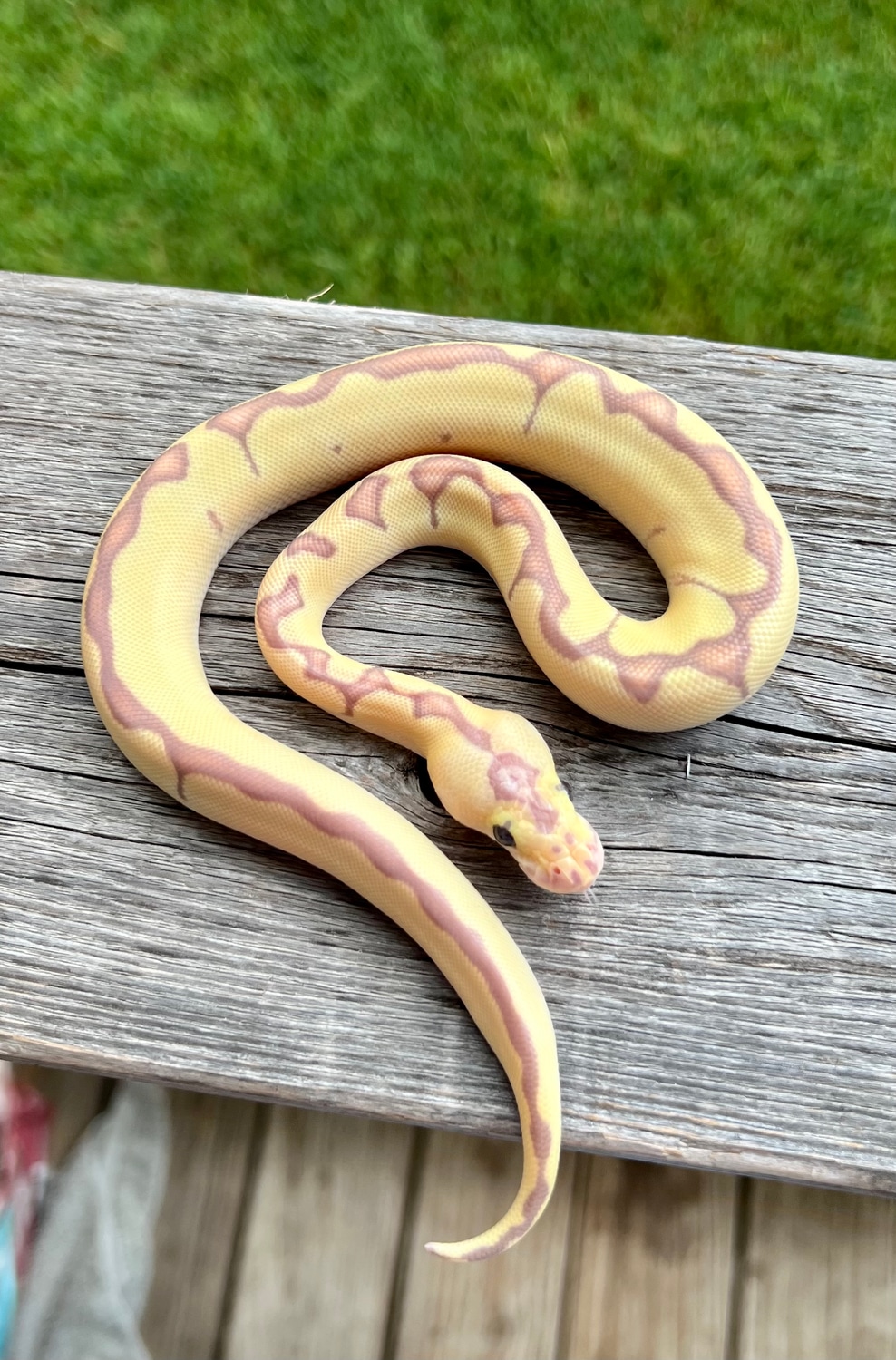 Super Pastel, Coral Glow, Enchi, Clown Ball Python by ALAMOrph ...