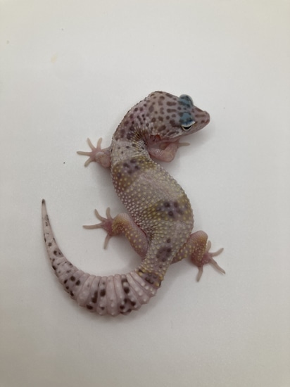 Hypo Mack Snow Pos Het Tremper Leopard Gecko by Diamond State Reptiles ...