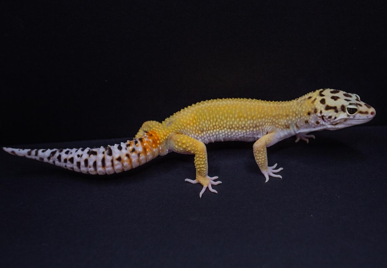Tangerine Bold Stripe Het Raptor Leopard Gecko by JYL Reptiles and ...