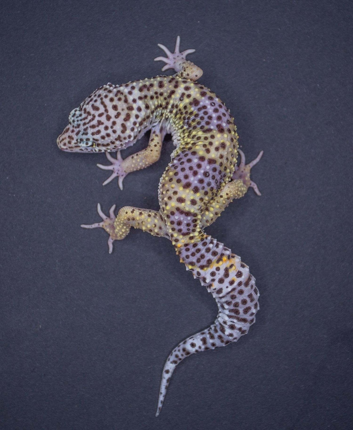 Lavender Mack Snow Het Tremper Leopard Gecko by JYL Reptiles and ...