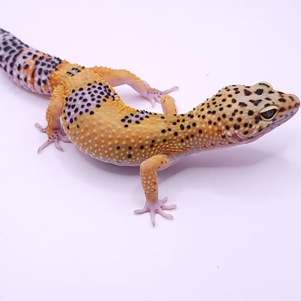 Diamond State Reptiles & Exotics - MorphMarket