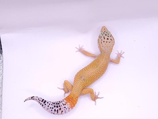 SHTCT 50% Het Bell Albino Leopard Gecko by Geckos in the Ozarks