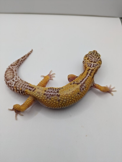 WY Mack Snow Bell Albino 50% Het Eclipse Leopard Gecko by Geckos in the ...