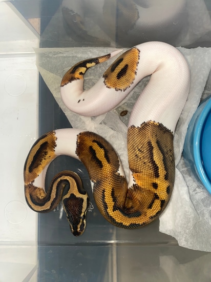 Male Pastel Pied Ball Python by JYP Pet Experience
