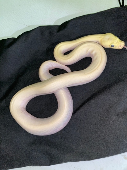 Ivory Burmese Python by JYP Pet Experience