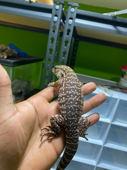 NO RESERVE Red Tegu Argentine Tegus by JYP Pet Experience