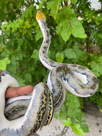 Pied Tiger Het Albino Reticulated Python by JYP Pet Experience