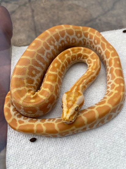 Pearl Het Granite Burmese Python by JYP Pet Experience