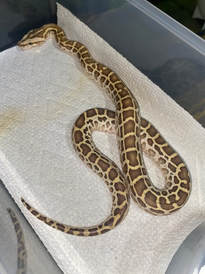 Hypo Het Labyrinth Het Albino Het Granite Burmese Python by JYP Pet ...