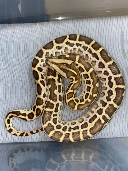 Hypo Het Labyrinth Het Granite Het Albino 50% Het Green Burmese Python ...