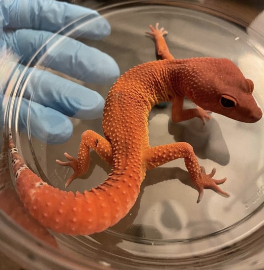 Mandarin Tangerine Male (Import) Leopard Gecko by JZ's Tangerines