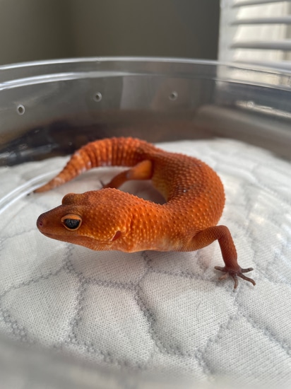 Mandarin Tangerine Female (Import) Leopard Gecko by JZ's Tangerines
