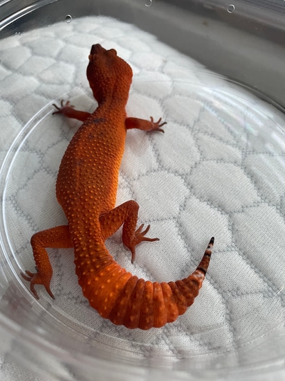 Mandarin Tangerine Female (Import) Leopard Gecko by JZ's Tangerines