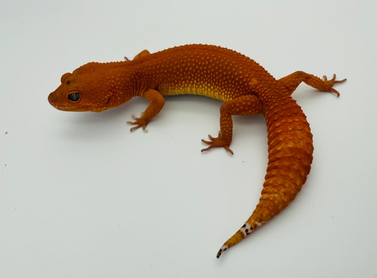 Mandarin Tangerine (South Korean Import) Leopard Gecko by JZ's Tangerines