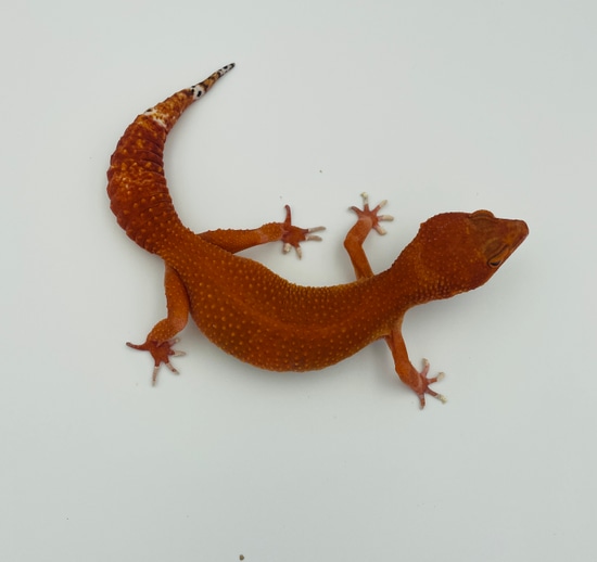Mandarin Tangerine (South Korean Import) Leopard Gecko by JZ's Tangerines