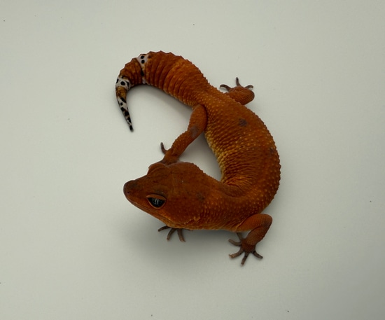 Mandarin Tangerine (South Korean Import) Leopard Gecko by JZ's Tangerines